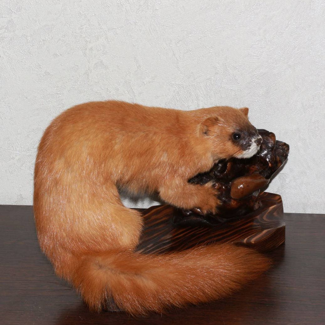 Taxidermy & Curiosities Home & Living Stuffed Siberian red weasel ...