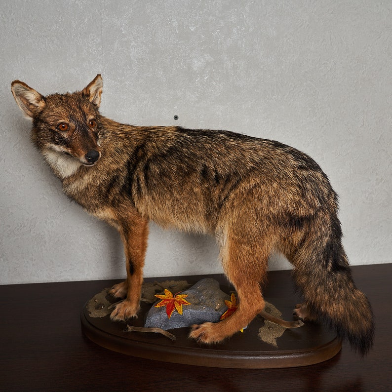 Golden Jackal Taxidermy Mount Coyote Mounted Stuffed | Etsy