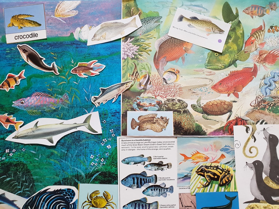 Vintage Paper Fish Frogs Turtles & Images of Other Under the Sea Ocean ...