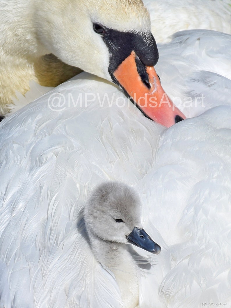 Swan & Cygnet. A newly hatched cygnet signet with mother | Etsy