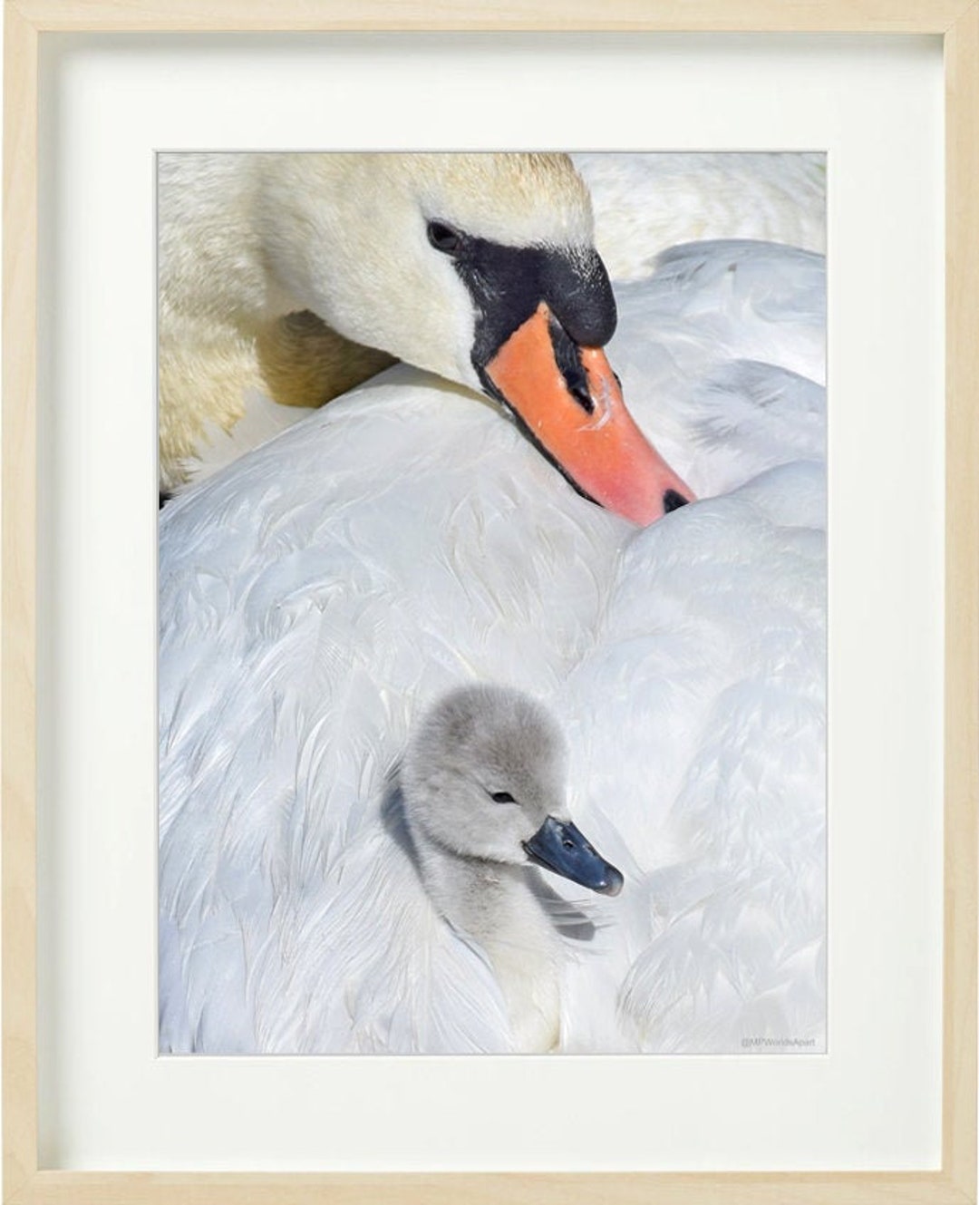 Swan & Cygnet. A Newly Hatched Cygnet signet With Mother Swan. - Etsy