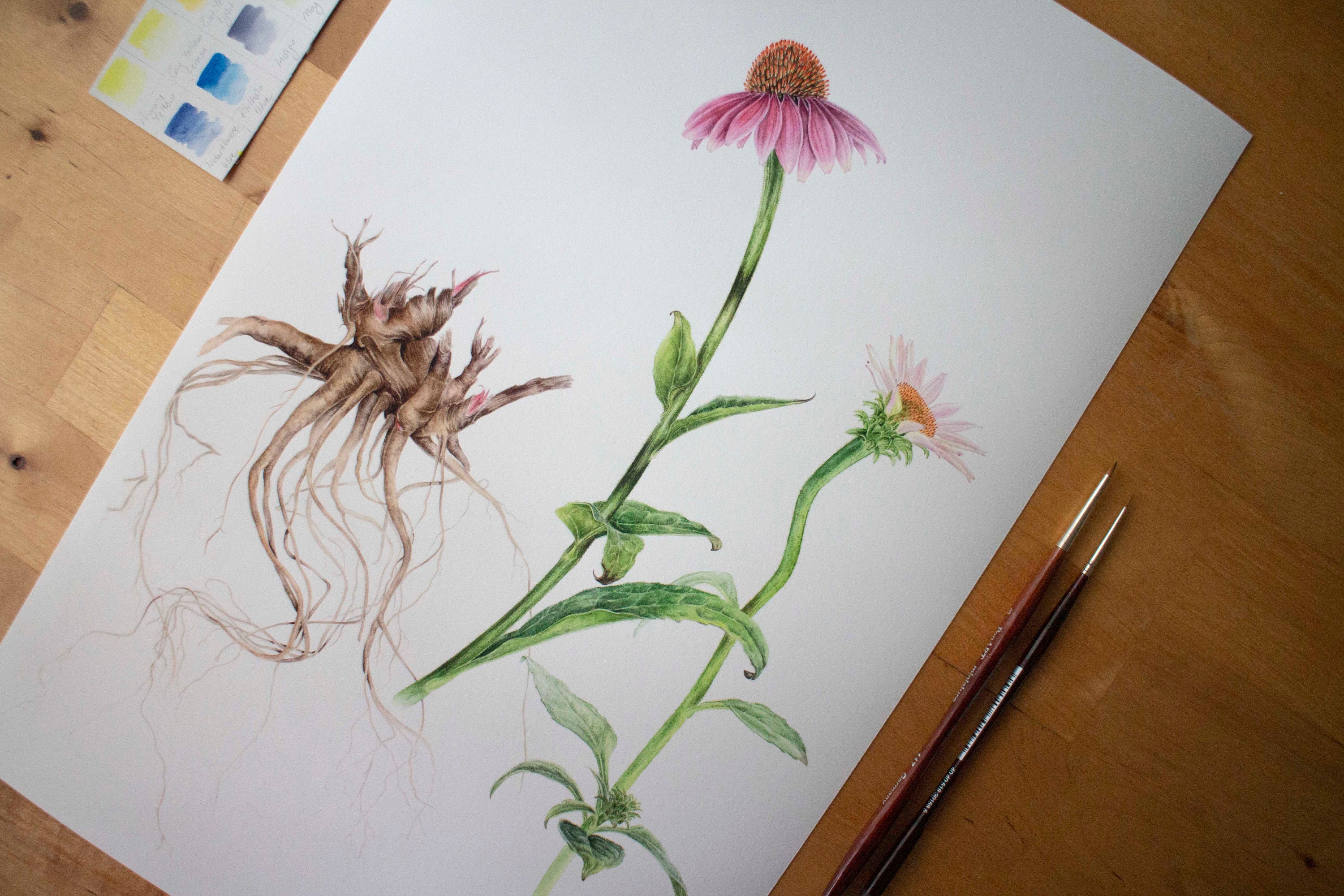 Echinacea Plant Drawing