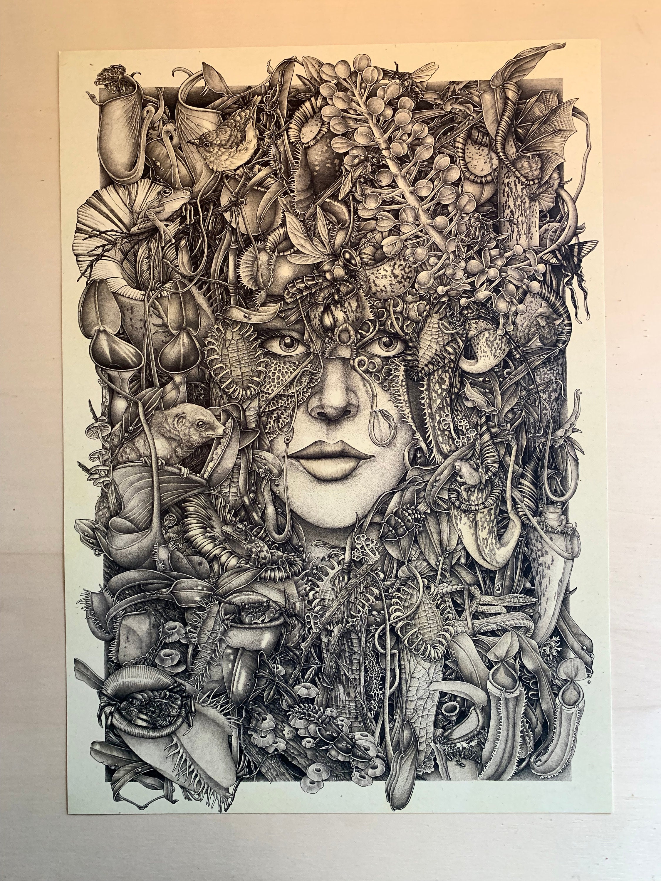 NEPENTHES INFAUNA Carnivorous Plants Nature Illustration Wall Art Print ...