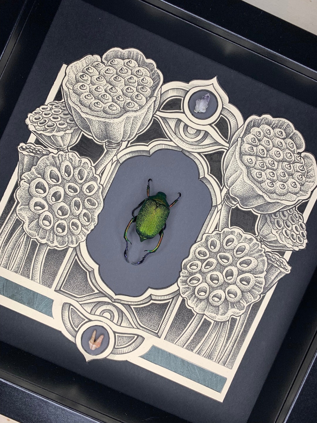 LOTUS Leaf Beetle Shadow Box . Insect Oddities Curiosities - Etsy