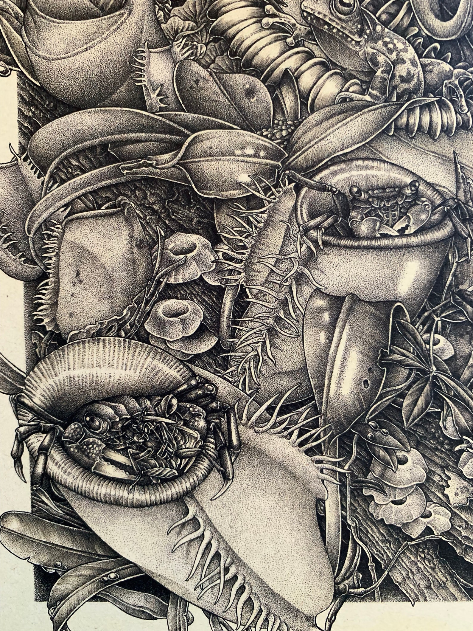 NEPENTHES INFAUNA Carnivorous Plants Nature Illustration Wall Art Print ...