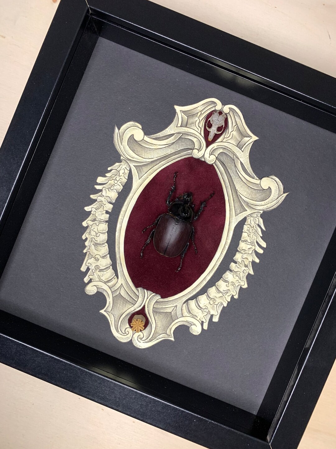 RABBIT EAR Beetle . Insect Dark Art Shadow Box - Etsy