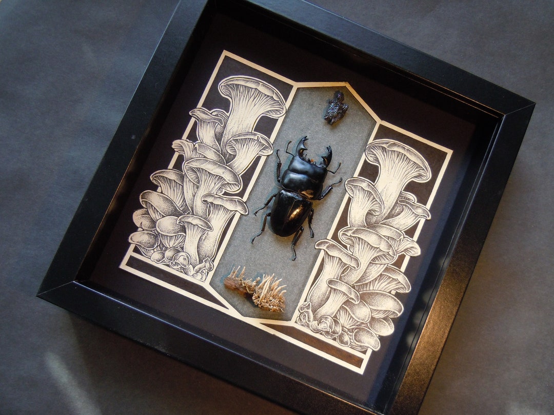 STAG Beetle Shadow Box . Mushrooms Insect Framed Oddities Curiosities ...