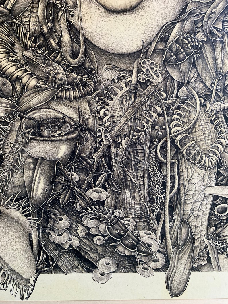 NEPENTHES INFAUNA Carnivorous Plants Nature Illustration Wall Art Print ...