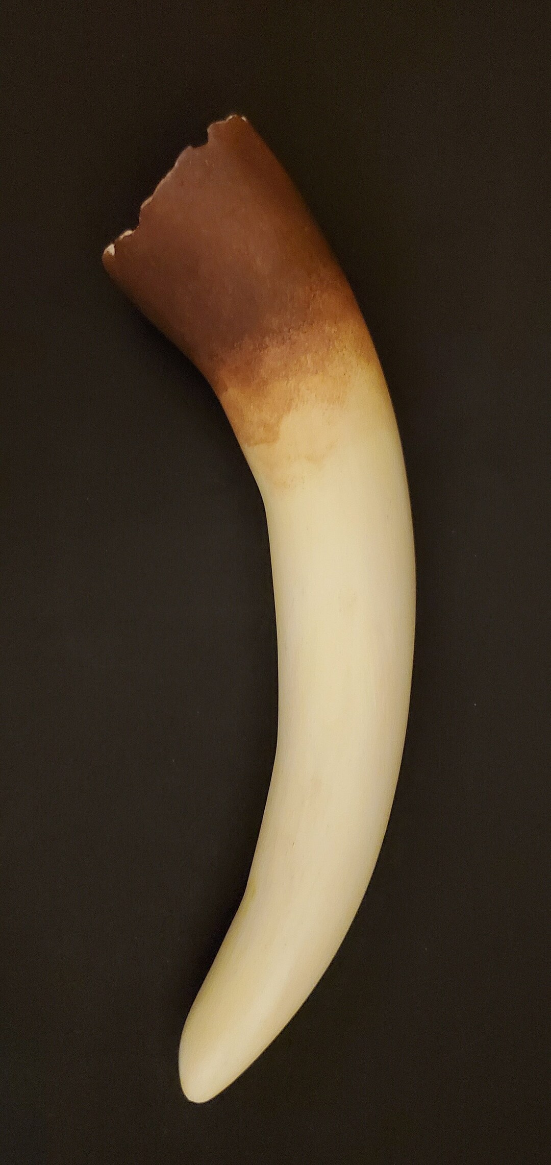 Hand Shaped Solid Wood Basilisk / Dragon Fang (full Length) - Etsy