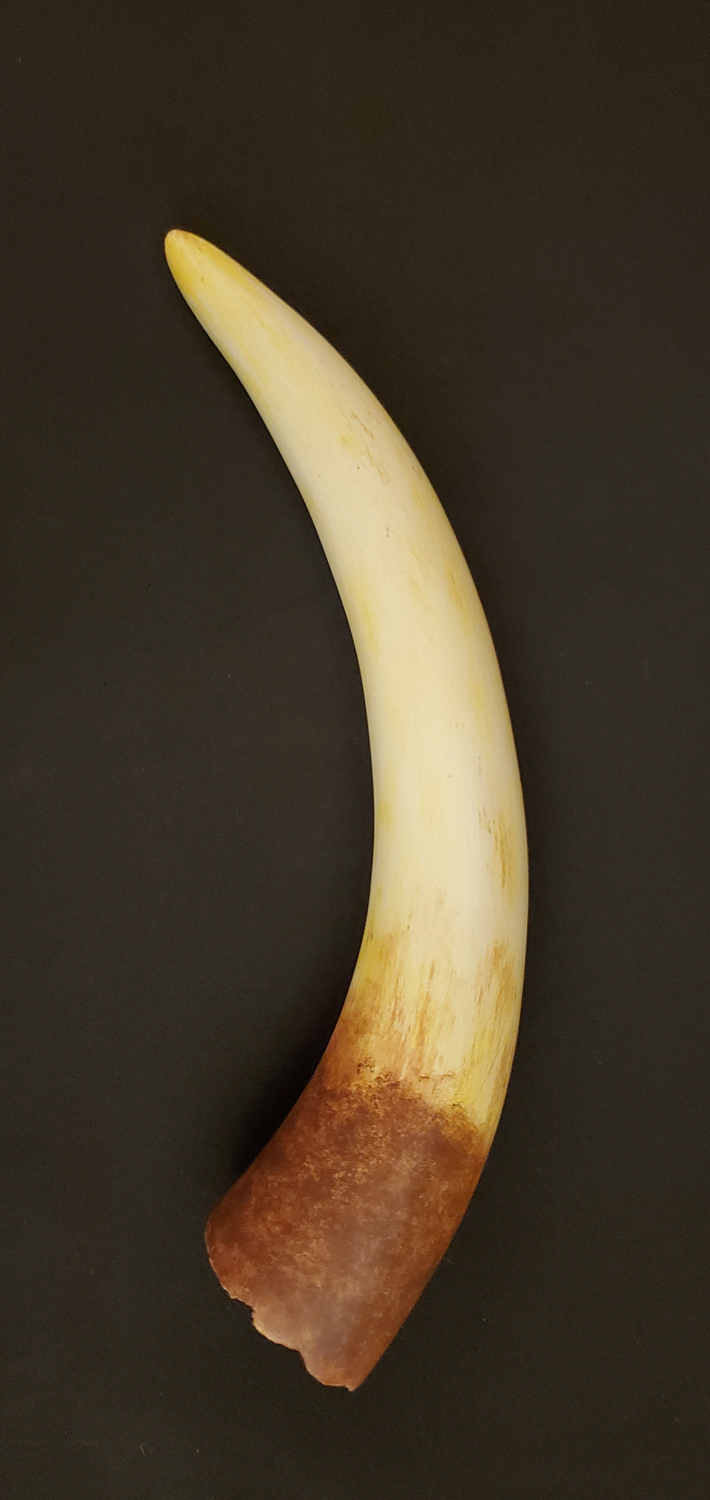 Hand Shaped Solid Wood Basilisk / Dragon Fang (full Length) - Etsy