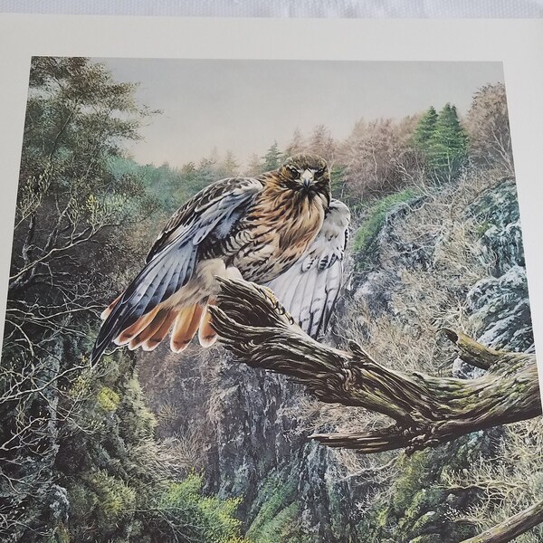 Red Tailed Hawk Print Limited Edition Signed - Etsy