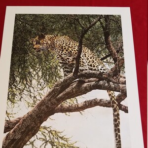 Vintage 1987 Leopard Cat Litho Art Print 18"x30" Signed Simon Combes ...
