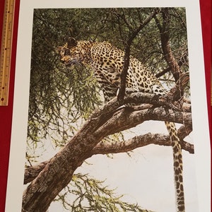Vintage 1987 Leopard Cat Litho Art Print 18"x30" Signed Simon Combes ...