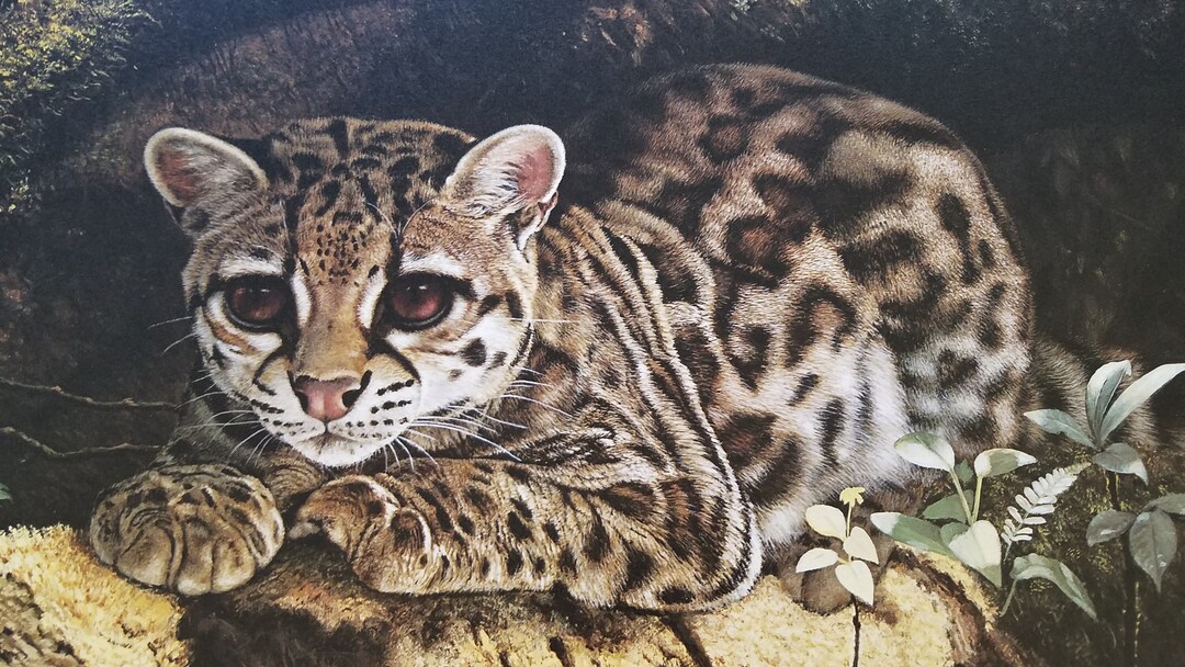 Vintage 1985 Charles Frace Art Litho Print Signed " a Sunny Spot ...