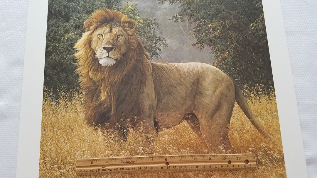 Vintage 1988 African Lion Litho Art Print 19"x22" Signed Simon Combes ...