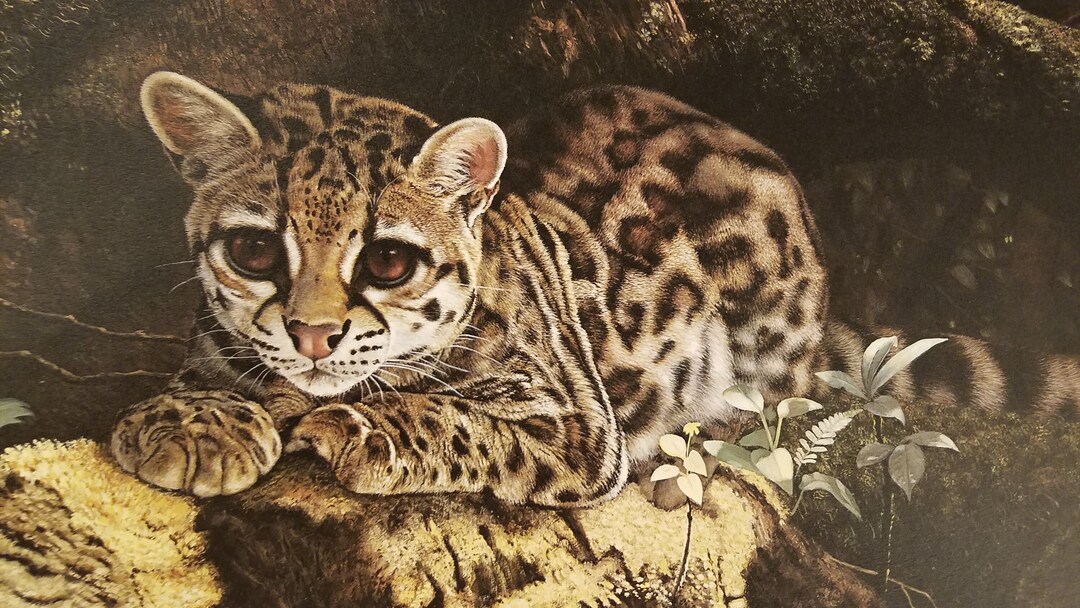 Vintage 1985 Charles Frace Art Litho Print Signed & Number 894/2500 " a ...