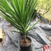 Yucca Elephantipes, ‘soft-tip Yucca’ - Etsy