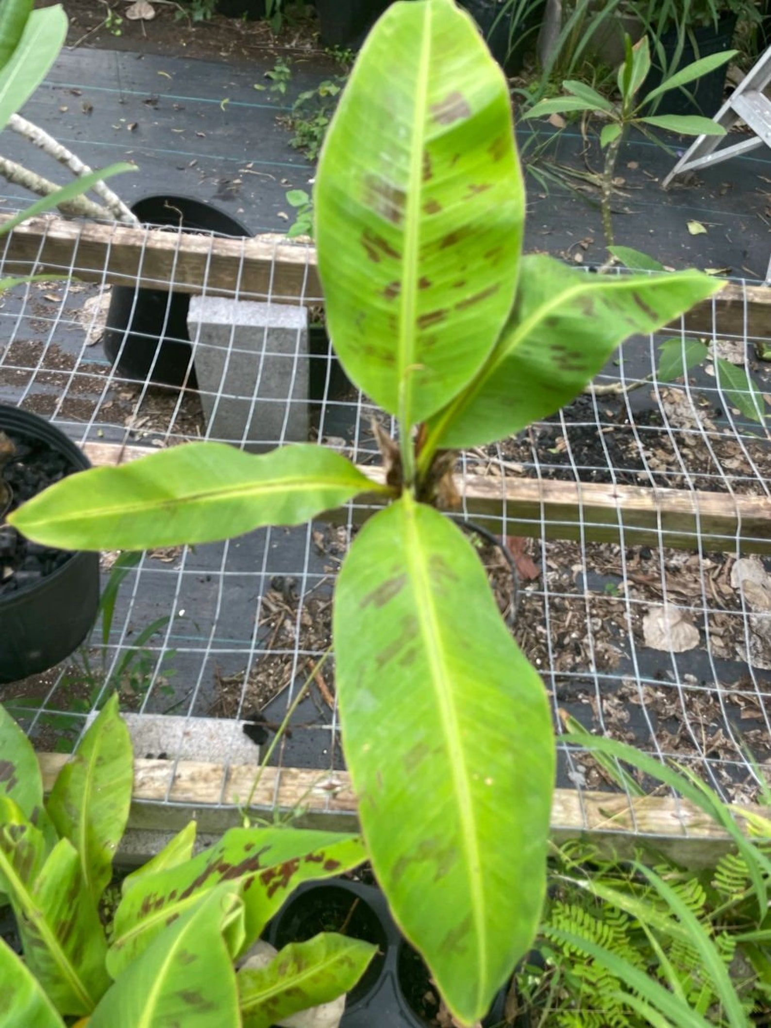 Grand Nain Aka "the Chiquita Banana", Musa Acuminata, Banana Plant - Etsy