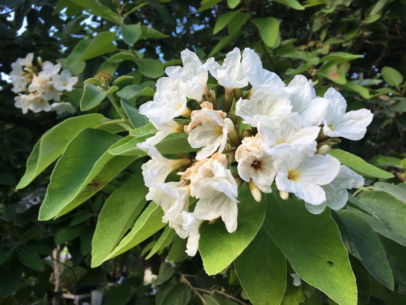 Wild Olive Tree Mexican Olive Anacahuita Cordia boissieri | Etsy