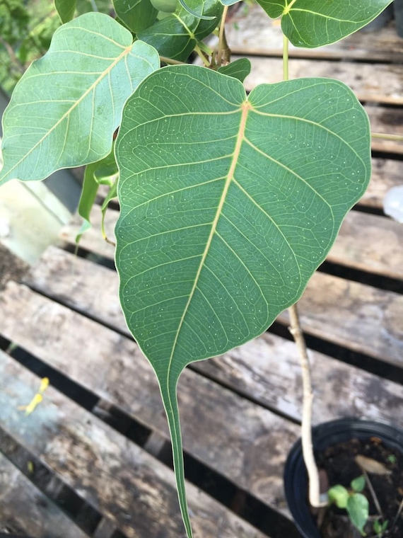 Peepal Tree Leaves