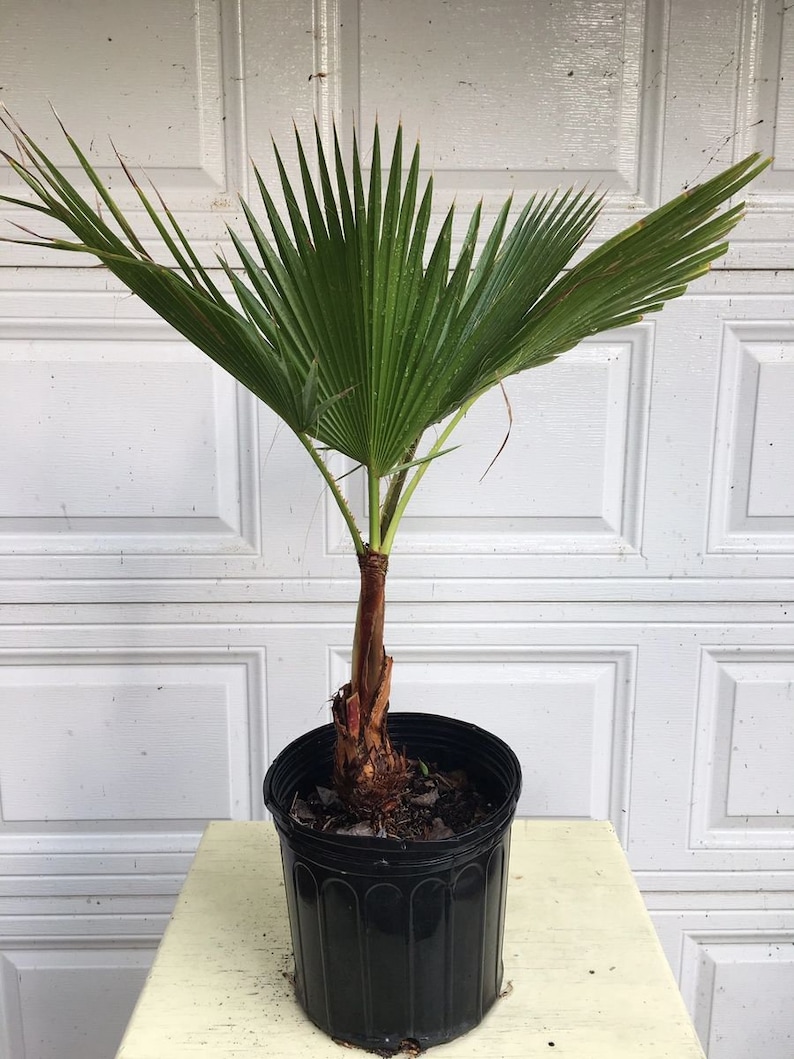 Mexican Fan Palm 'washingtonia Robusta' | Etsy