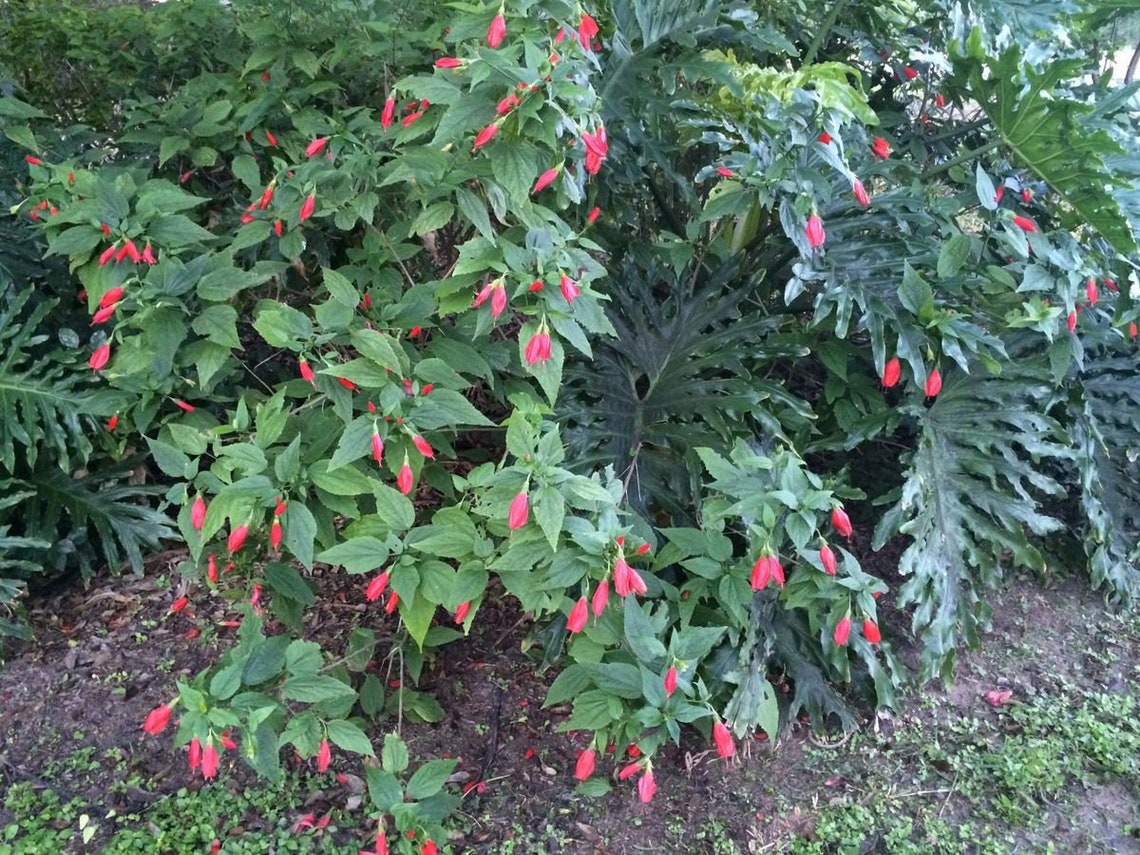 Turk's Cap Malvaviscus Arboreus Var. Penduliflorus - Etsy