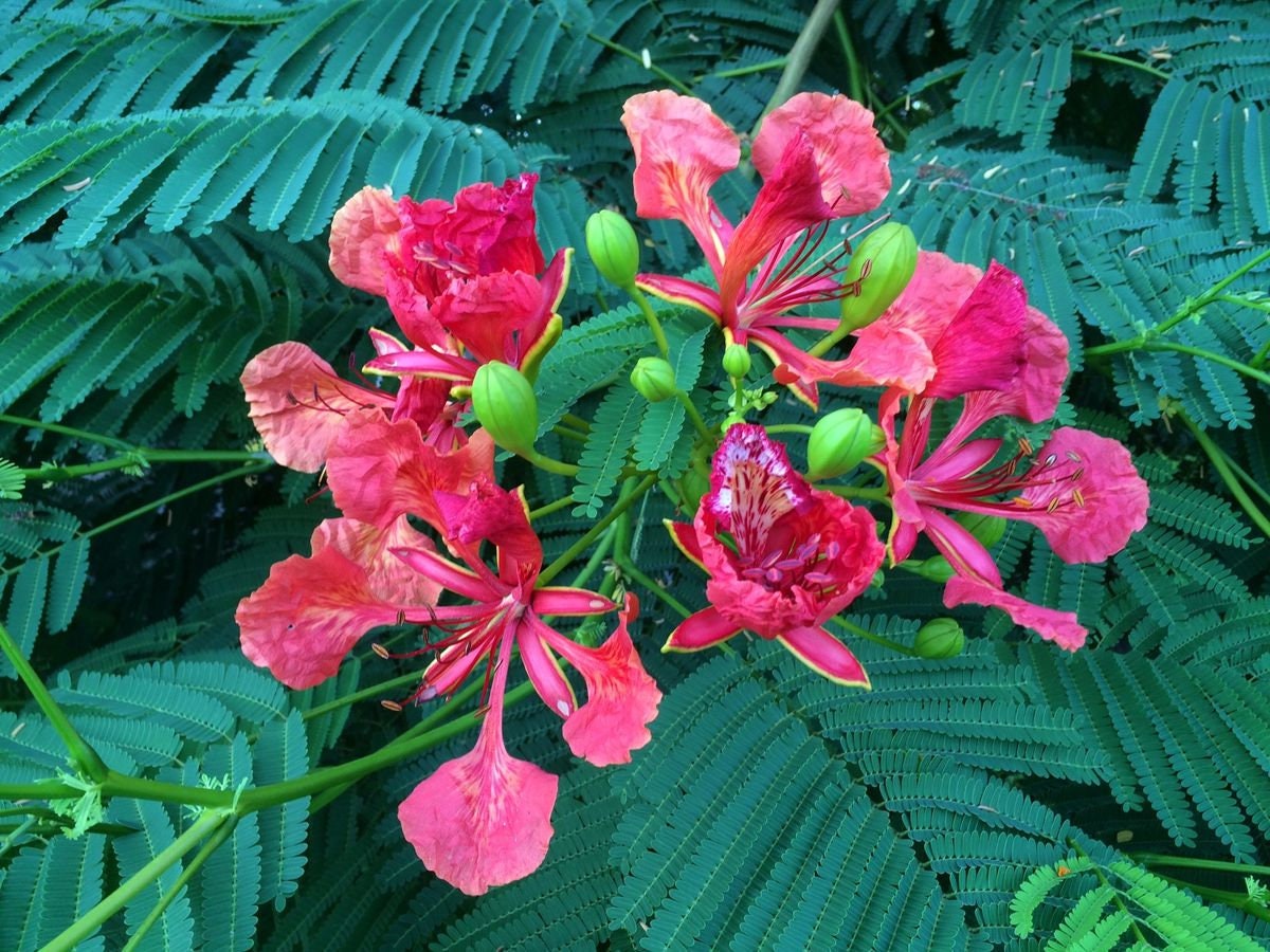 Flamboyant Tree Flower
