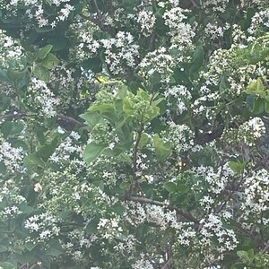 Anacua, Ehretia Anacua, Sandpaper Tree - Etsy