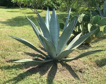 XL Agave Americana, American Century Plant. Winter Hardy to USDA Zones ...