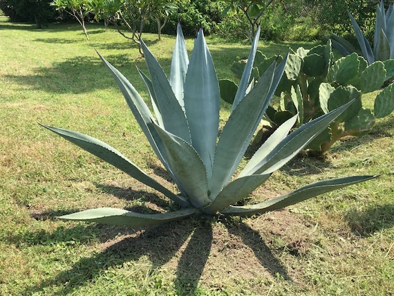 Agave Plant In India