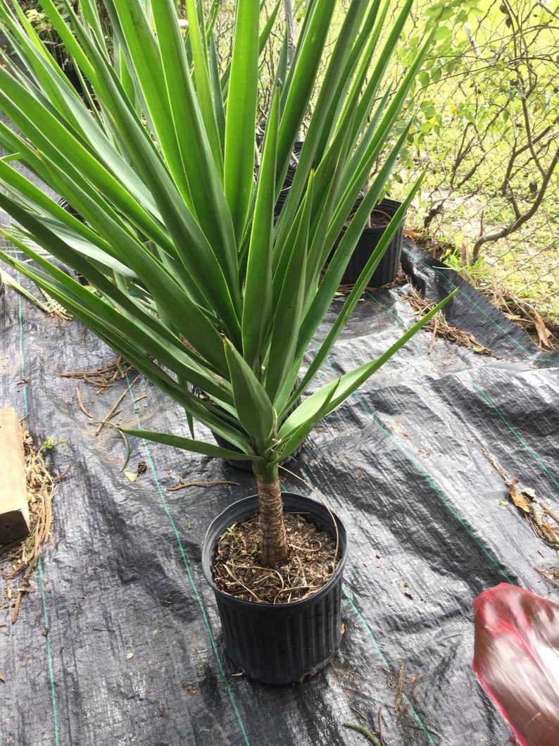 Yucca Elephantipes soft-tip Yucca - Etsy