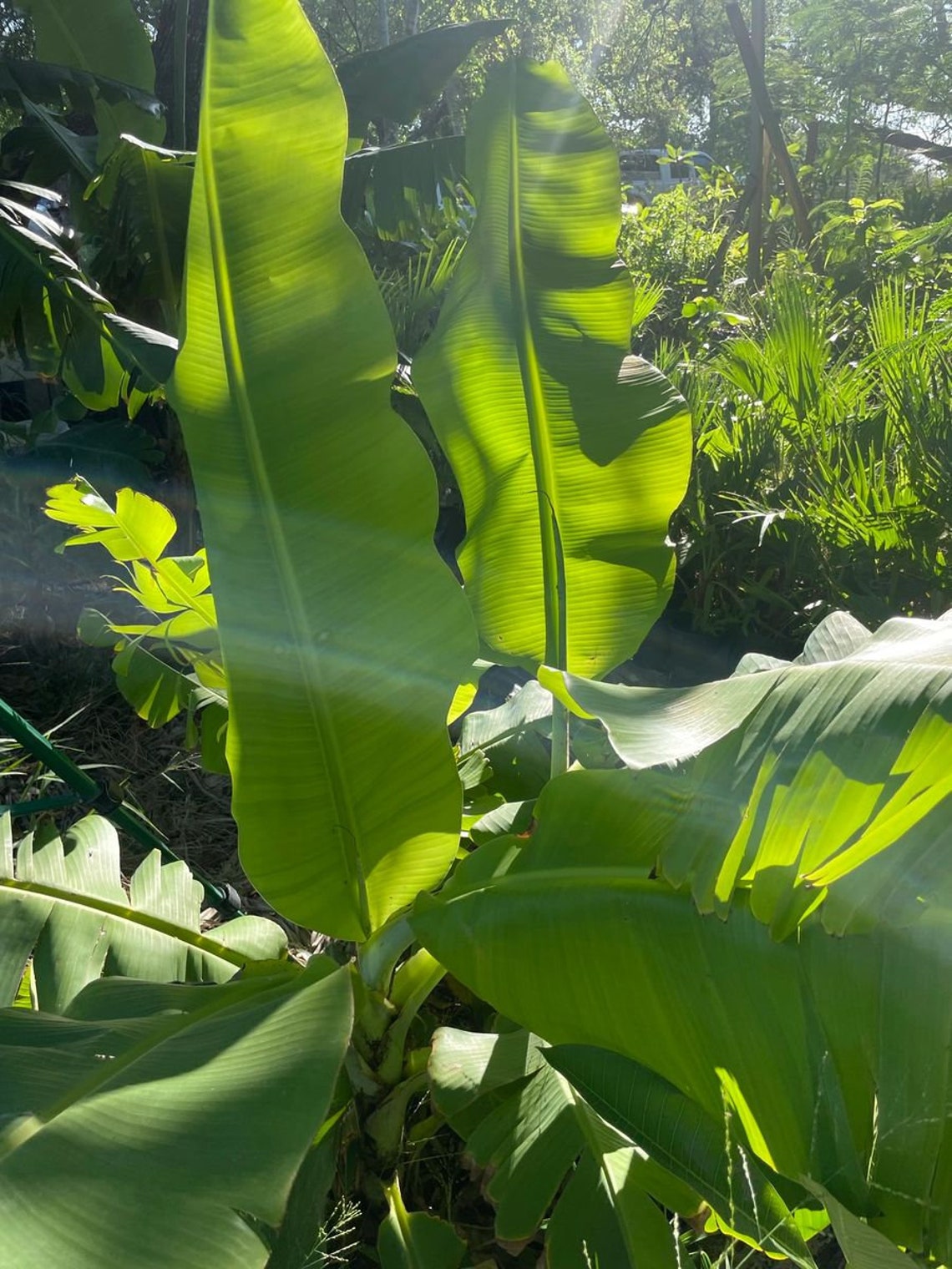 Grand Nain Aka "the Chiquita Banana", Musa Acuminata, Banana Plant - Etsy