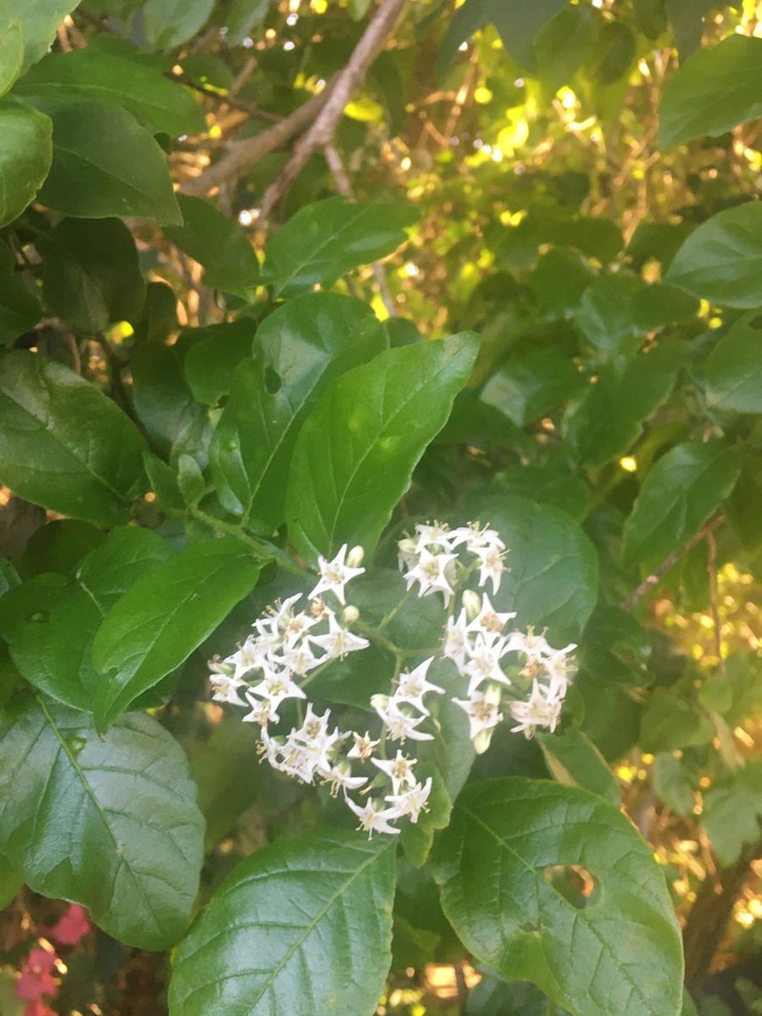 Anacua, Ehretia Anacua, Sandpaper Tree - Etsy