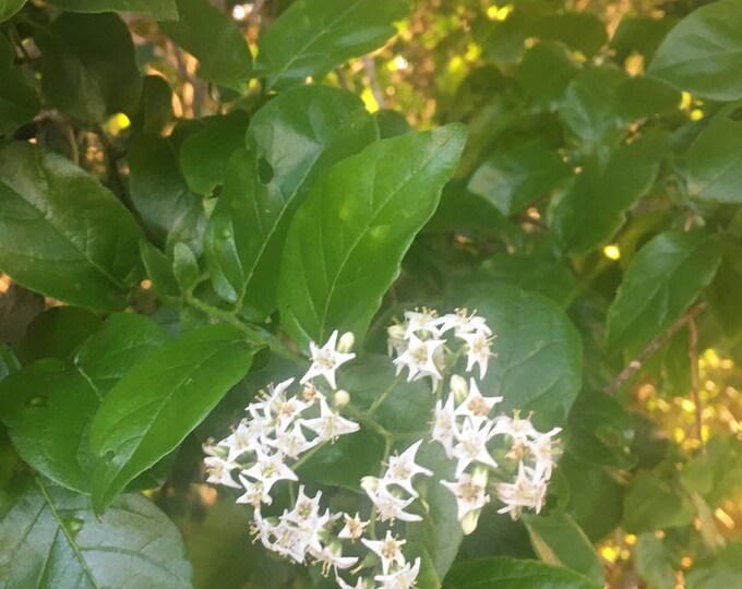 Anacua, Ehretia Anacua, Sandpaper Tree - Etsy