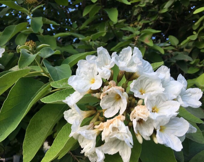 Wild Olive Tree, Mexican Olive, Anacahuita, Cordia Boissieri - Etsy