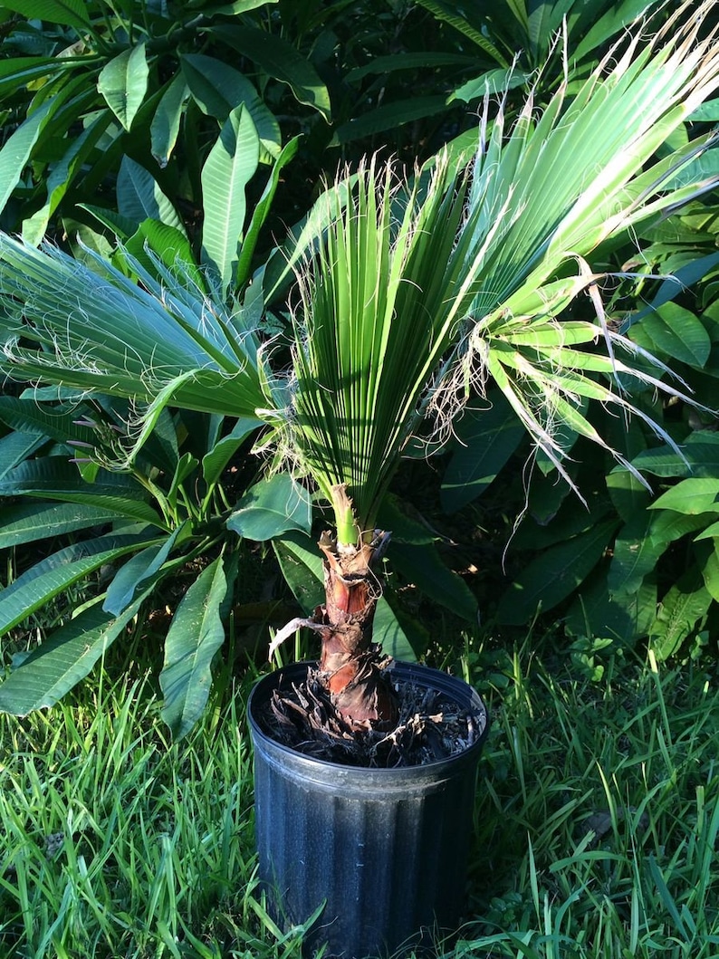 Mexican Fan Palm 'washingtonia Robusta' | Etsy