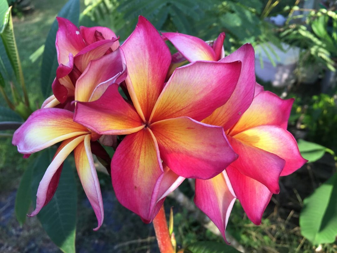 Plumeria Rubra ‘jeannie Moragne’ - Etsy