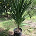 Yucca Elephantipes, ‘soft-tip Yucca’ - Etsy