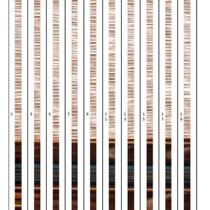 Ducklings Split Photo Strip Pattern (3026PS) - Etsy