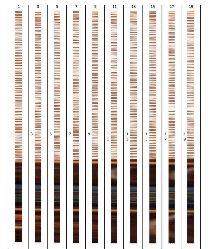 Embrace Photo Strip Book Art Pattern (3382PS) - Etsy