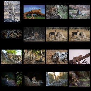 100 LEOPARD WILDLIFE DIGITAL Animals Photography Photoshop Overlays ...