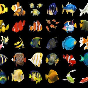 300 FISHES TRANSPARENT PNG Photoshop Overlays, Png Animals, Png ...