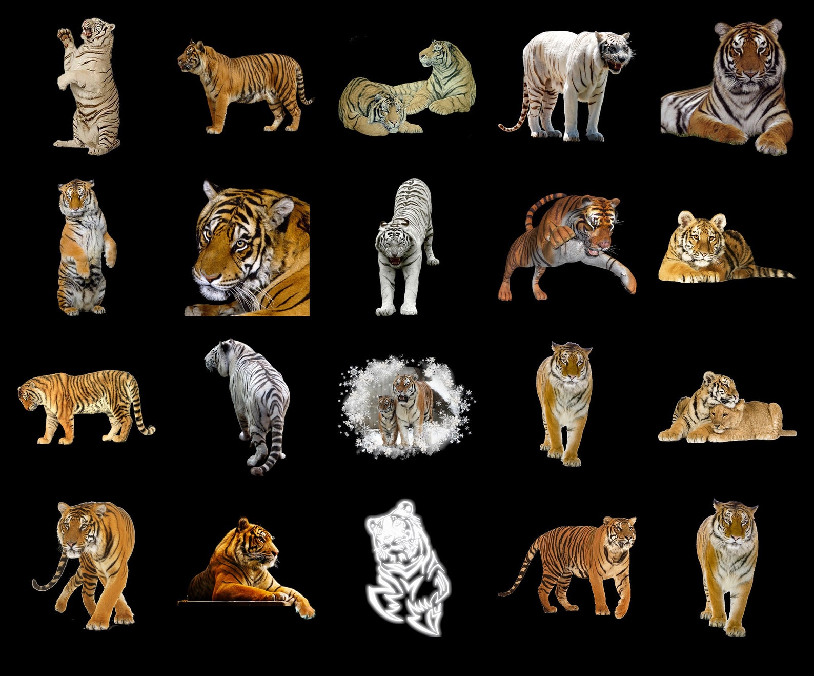 100 Tiger PNG Overlays: Transparent Wildlife Graphics (digital Download ...