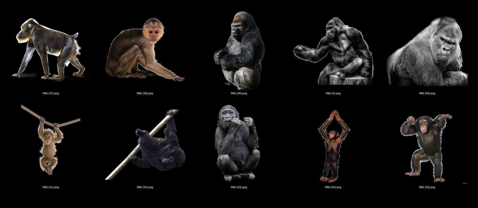 80 MONKEYS TRANSPARENT PNG Photoshop Overlays Monkeys Png - Etsy