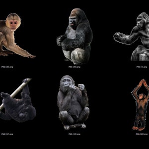 80 MONKEYS TRANSPARENT PNG Photoshop Overlays, Png Animals, Png ...