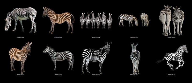 50 Zebra PNG Overlays: Transparent Wildlife Clipart (digital Download ...