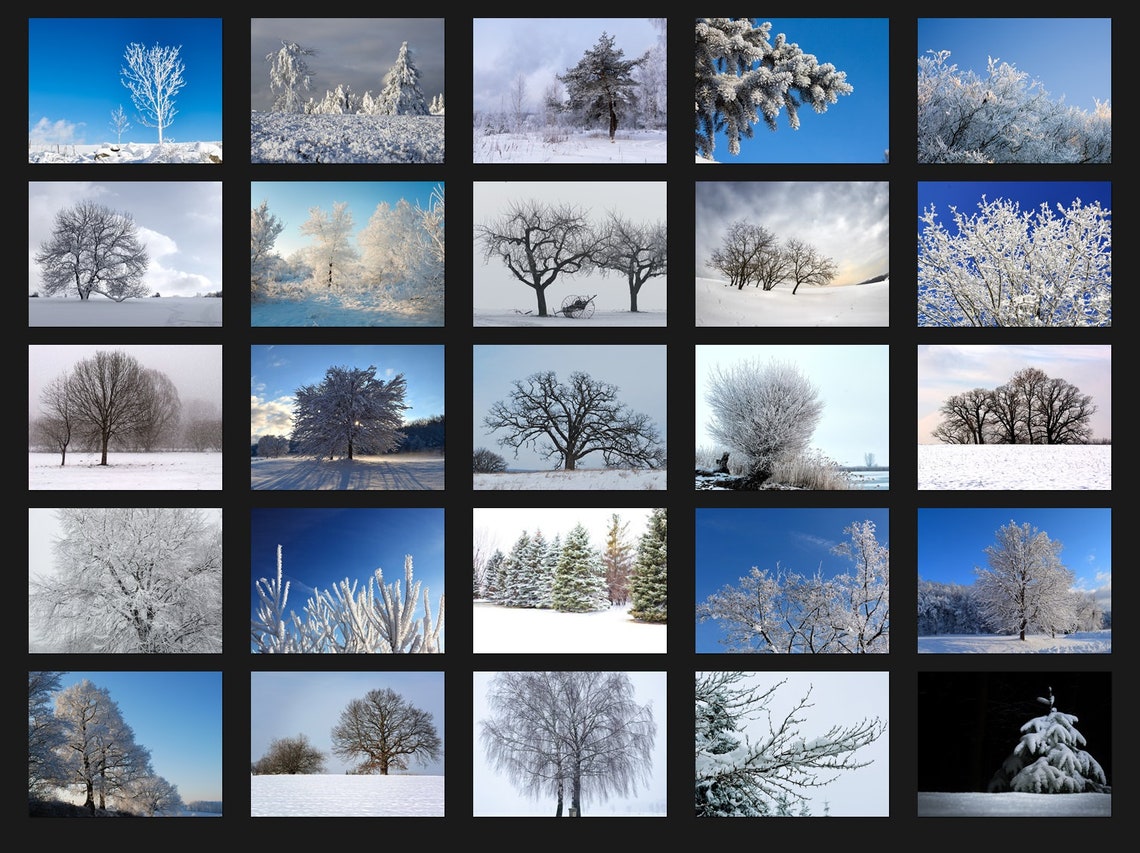 200 Snow TREES PHOTOSHOP OVERLAYS Digital Textures - Etsy