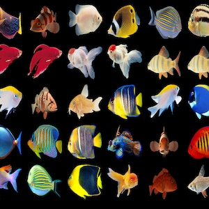 300 FISHES TRANSPARENT PNG Photoshop Overlays, Png Animals, Png ...