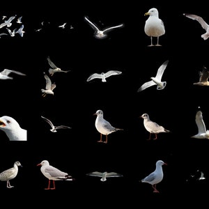 100 SEAGULLS TRANSPARENT PNG Photoshop Overlays, Png Animals, Png ...