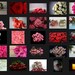 200 Red Roses Photoshop Overlays: HD Textures, Backgrounds (digital ...